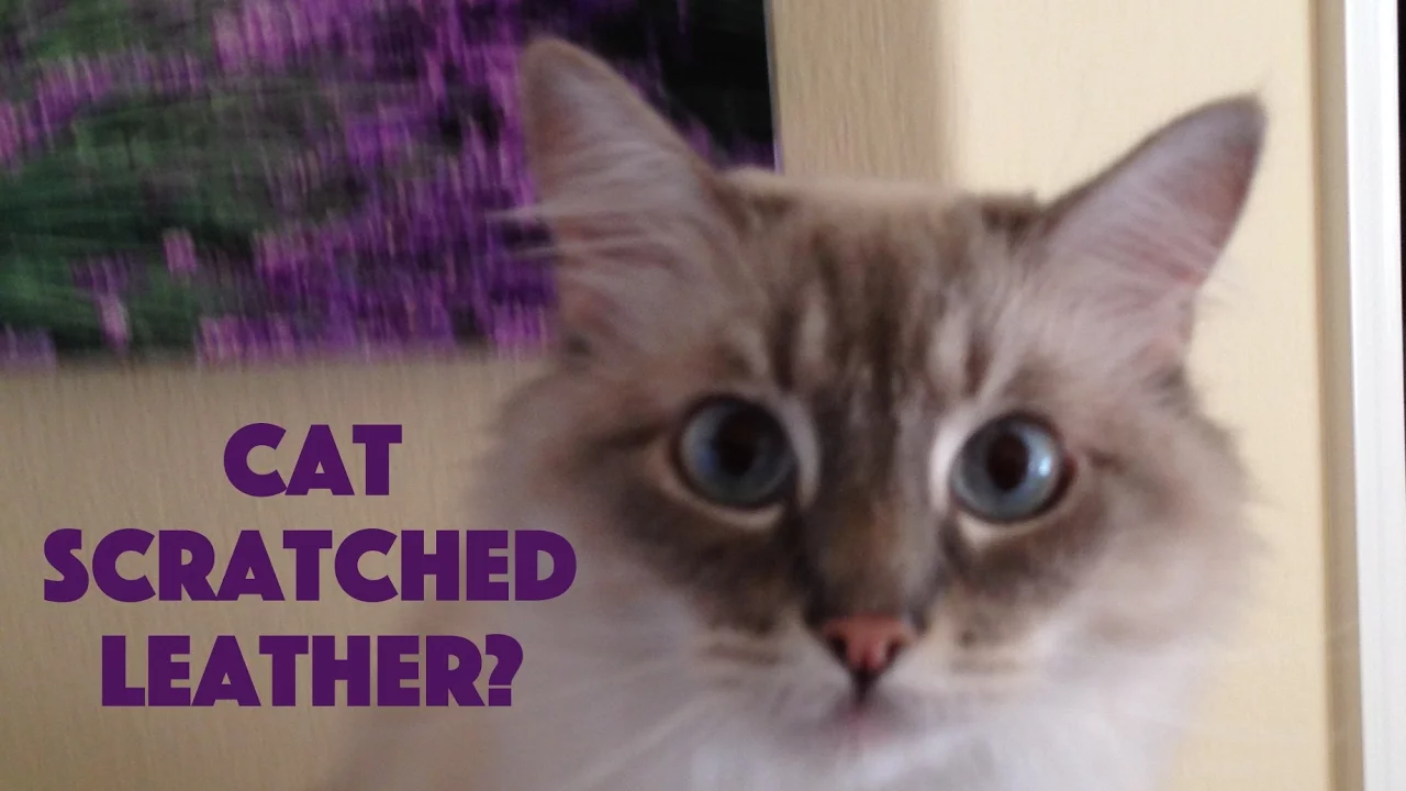 Repair Cat Scratches & Claw Marks in Leather Furniture Video